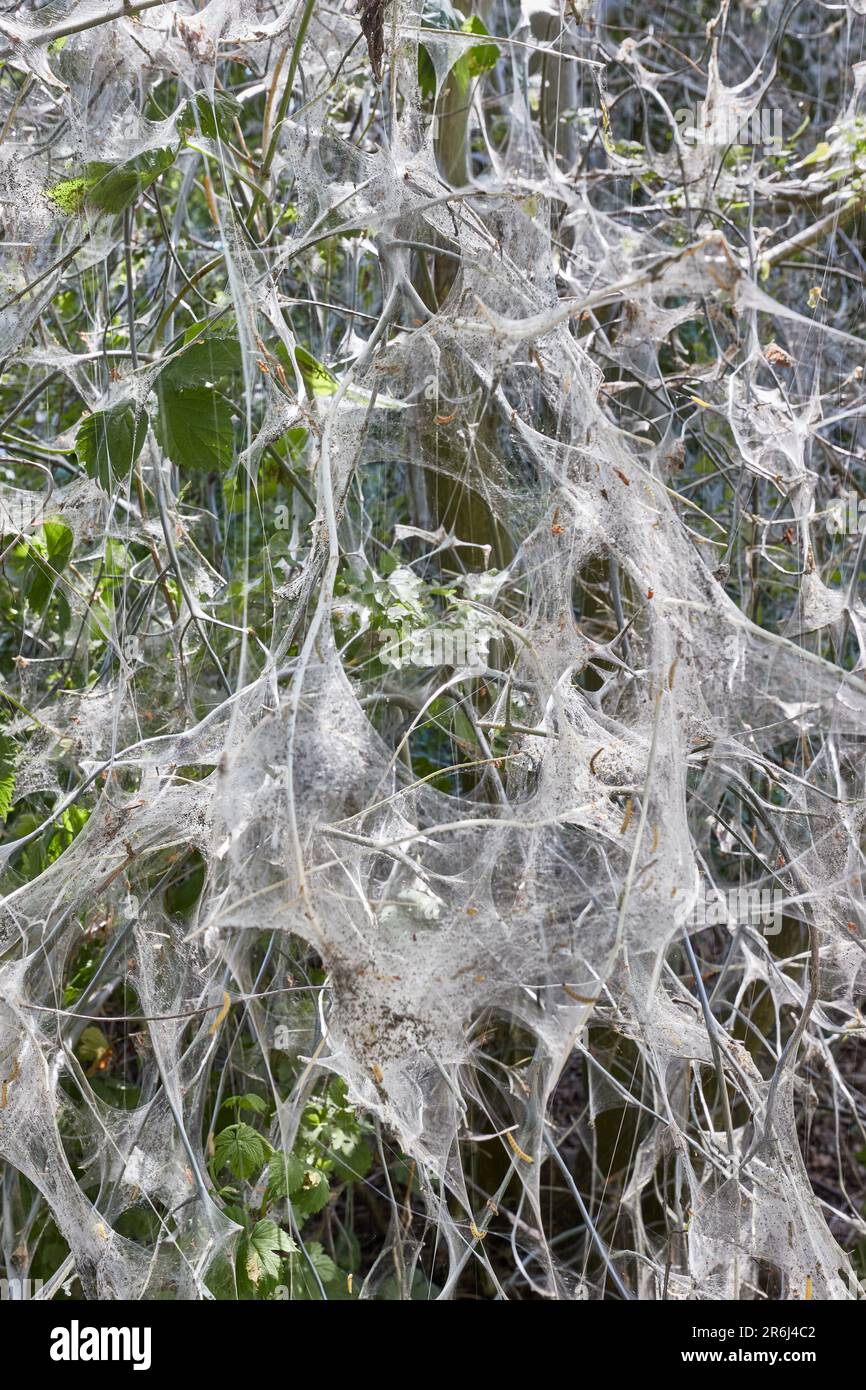 Hamburg, Germany. 07th June, 2023. Giant webs of spider moths can be ...