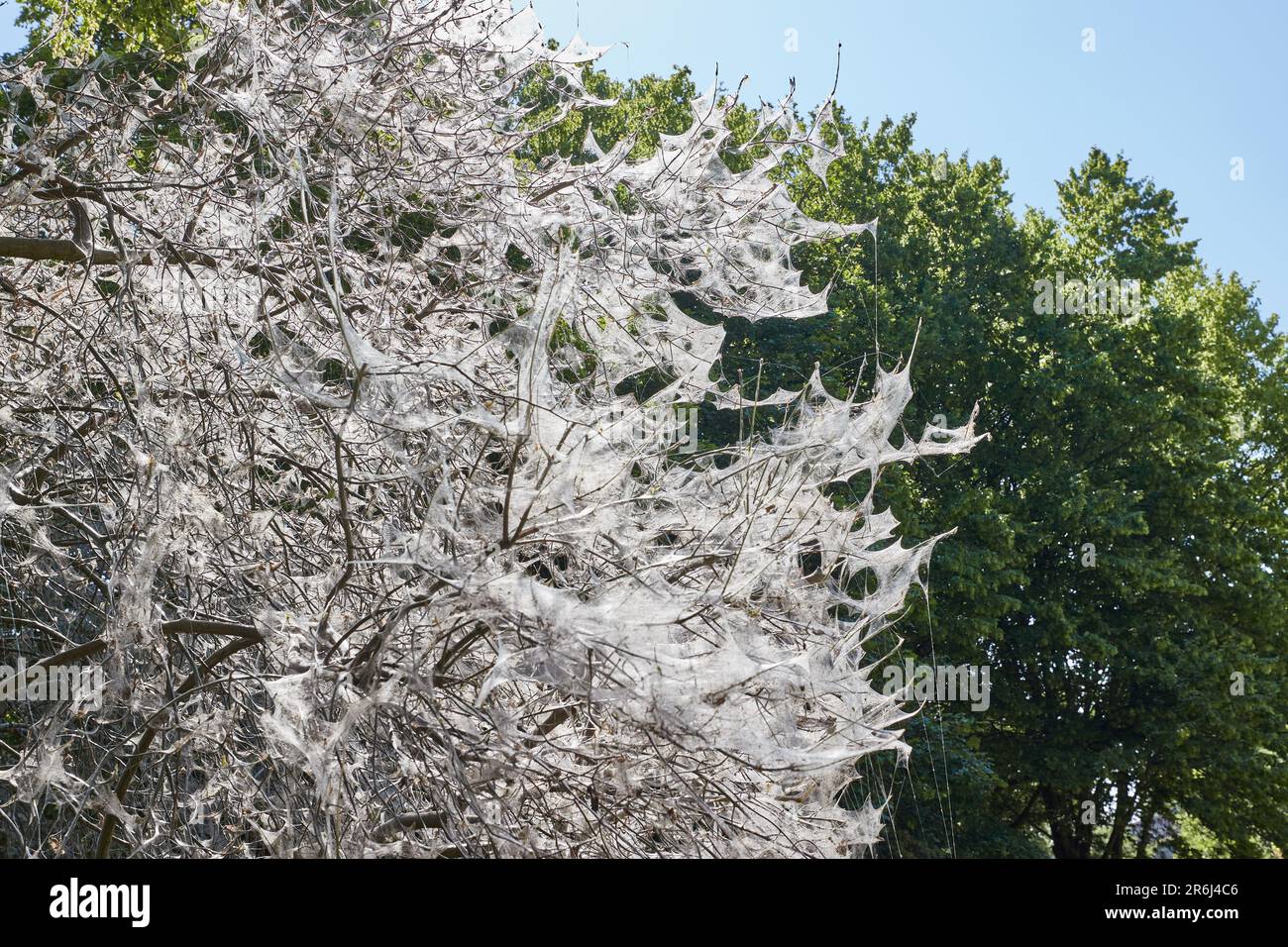 Hamburg, Germany. 07th June, 2023. Giant webs of spider moths can be ...