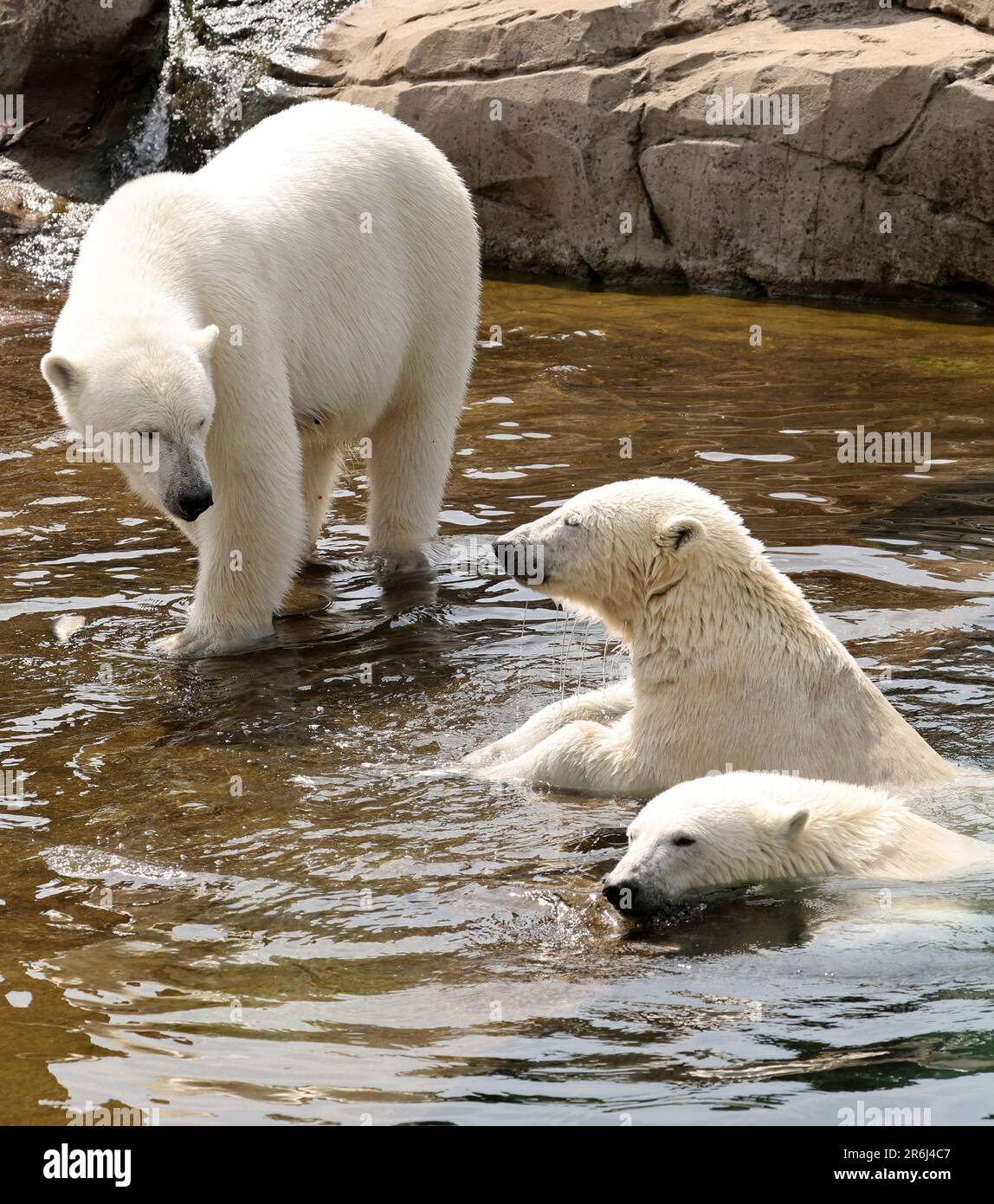 Rostock, Germany. 09th June, 2023. Polar bear mummy Sizzel (l-r) is out ...