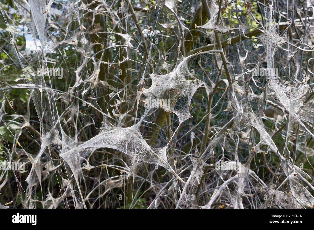 Hamburg, Germany. 07th June, 2023. Giant webs of spider moths can be ...