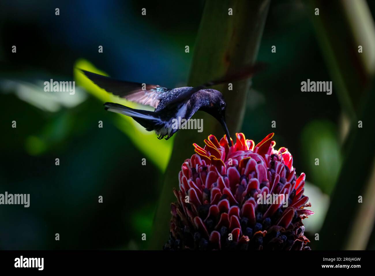 Small Black Jacobin sucking nectar from a red torch lily in flight ...