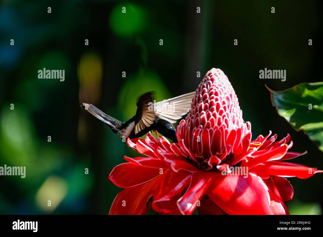 Black Jacobin sucking nectar from a red torch lily, flapping spread ...