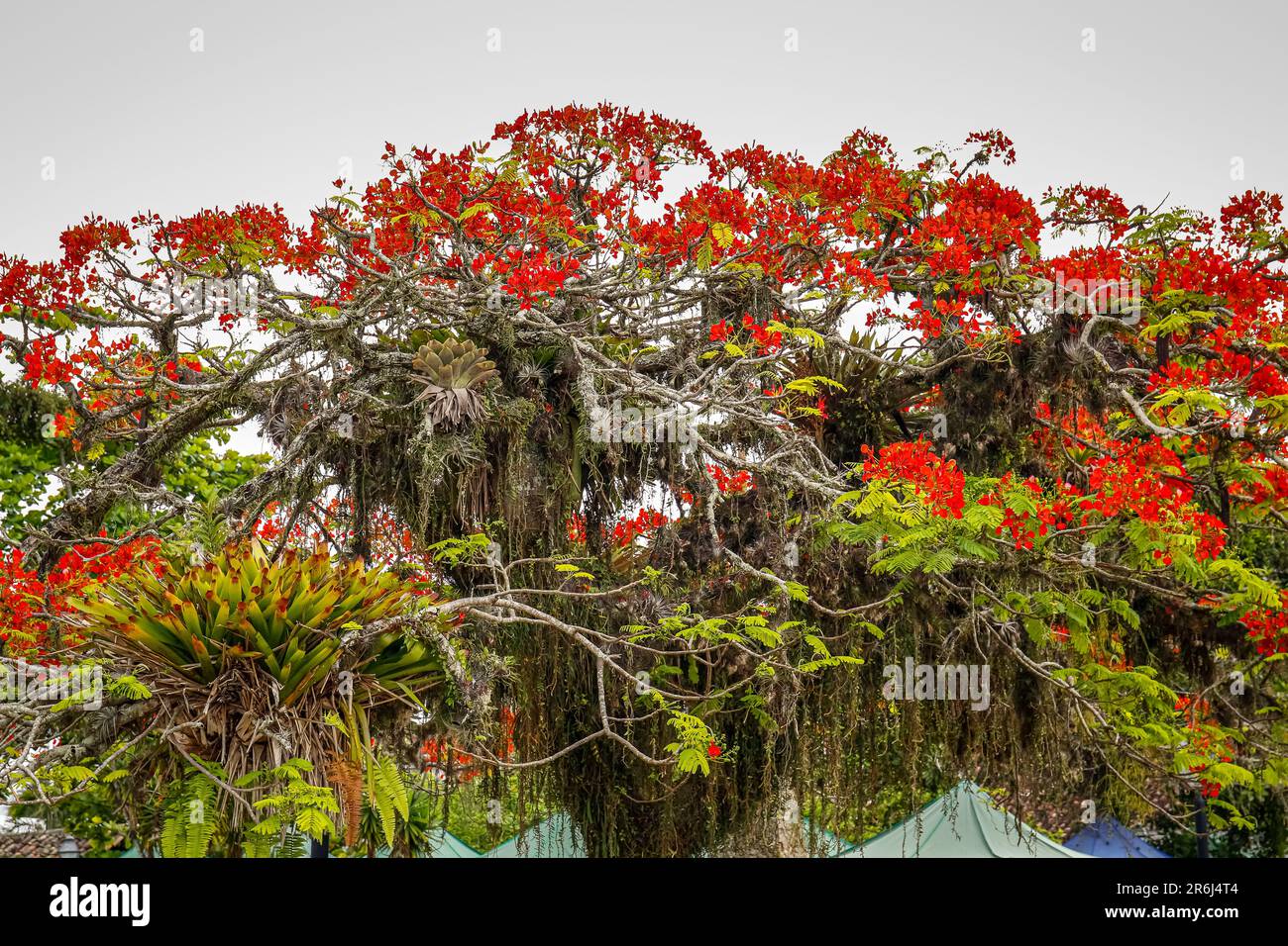 Treetop with wonderful red blossoms an epiphytes in historic town ...