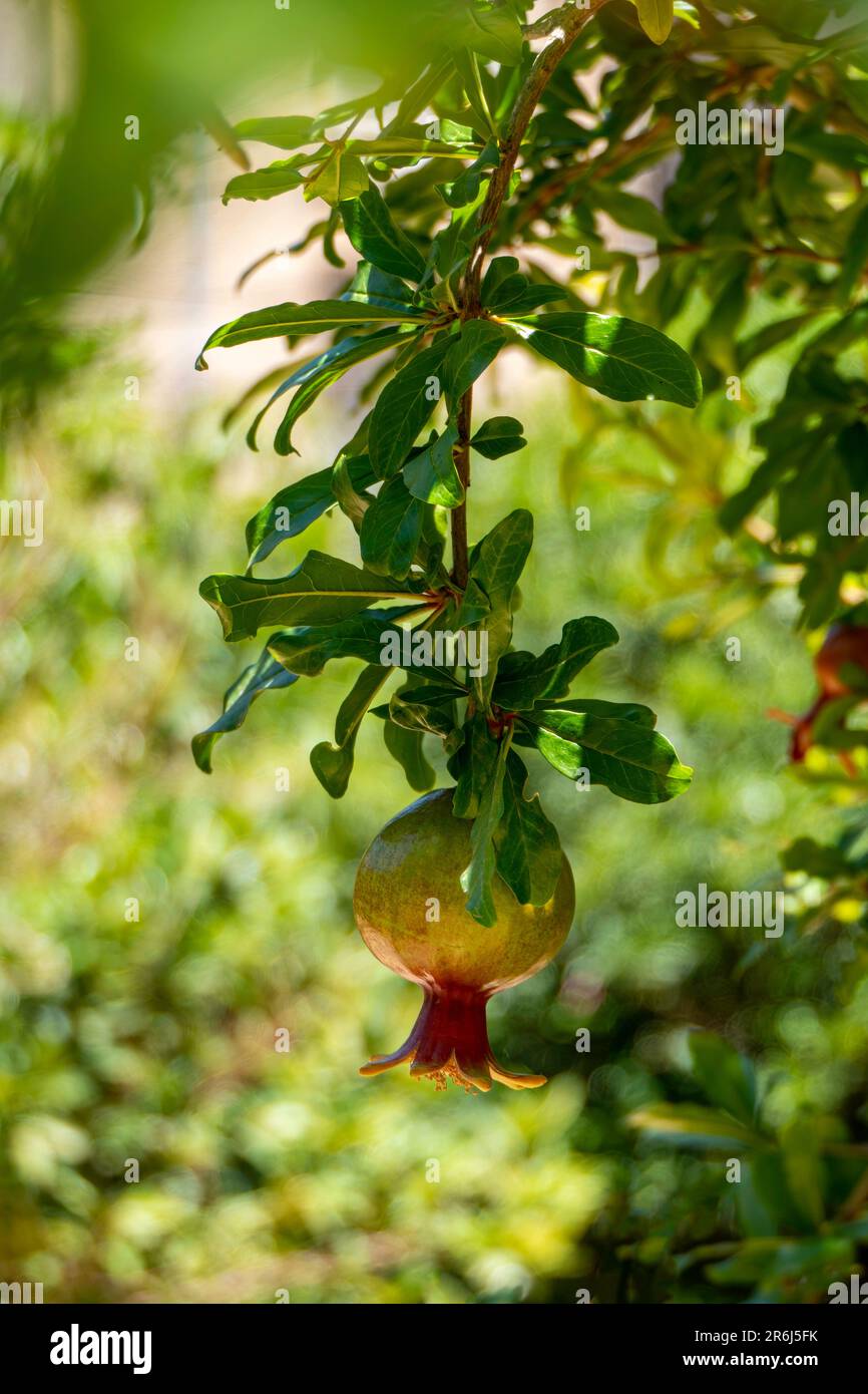 Unripe pomegranate fruit among the foliage close up. Israel Stock Photo ...