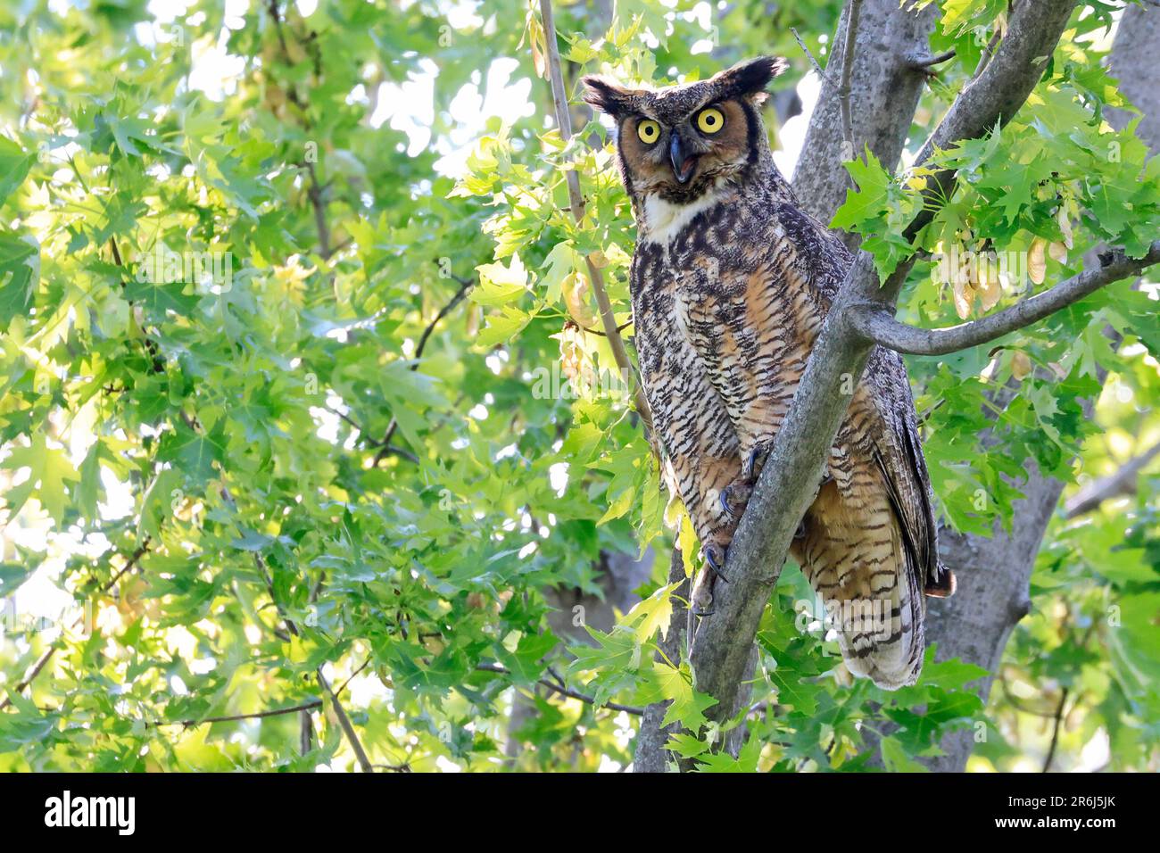 Great-horned Owl perched on a tree branch in the forest, Quebec, Canada ...