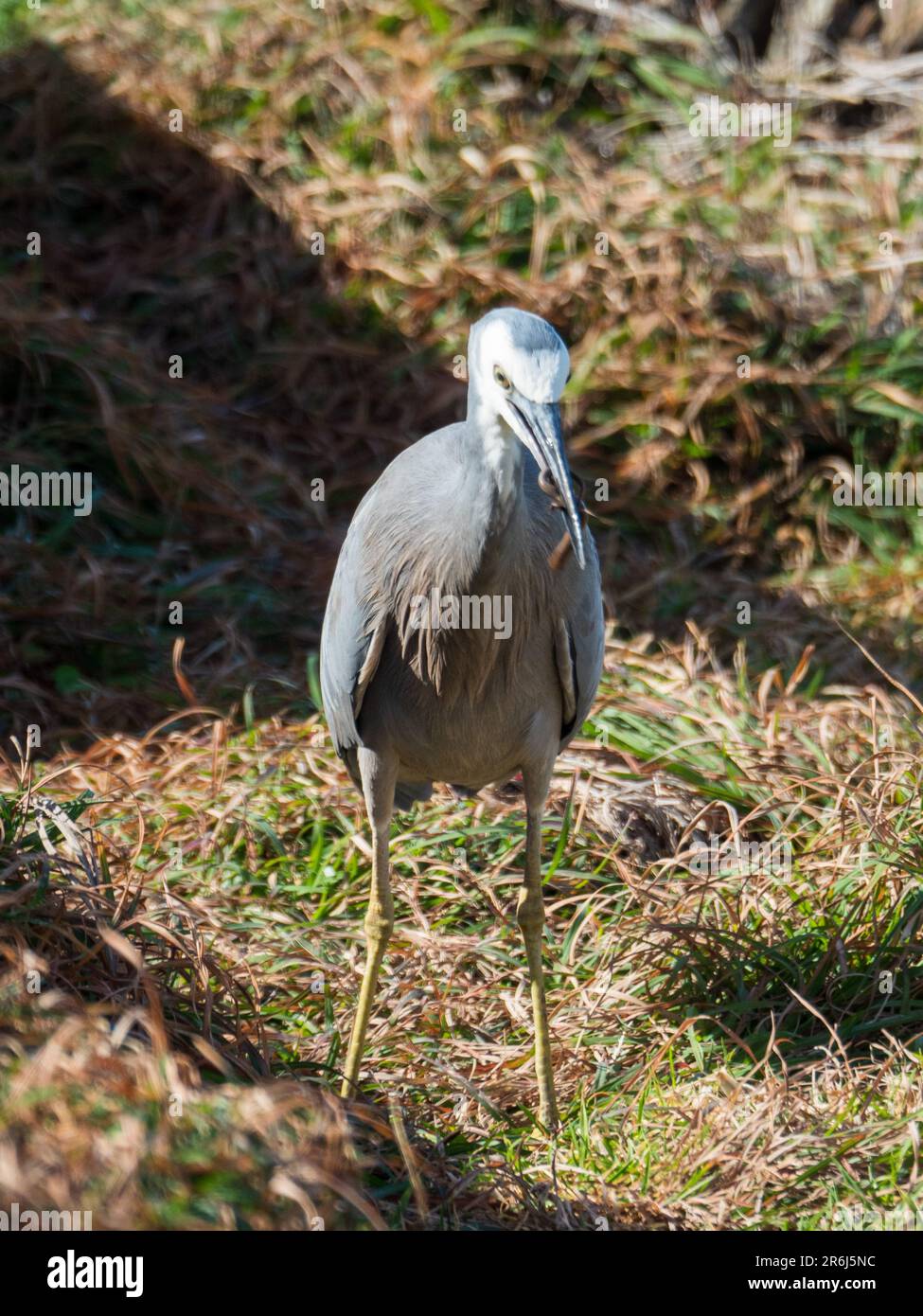 White faced Heron with its prey, a tiny lizard or skink twisted around ...