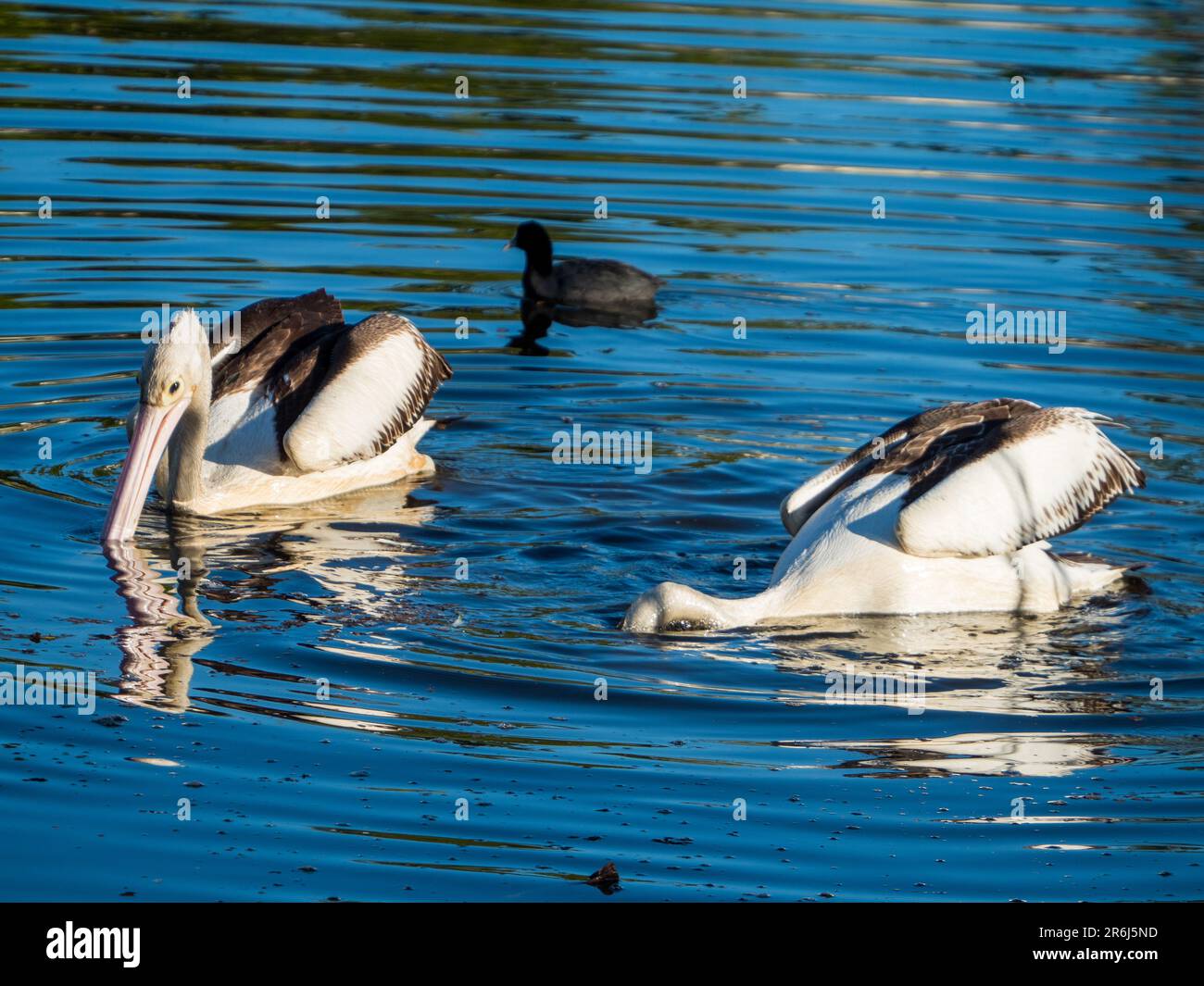 Two large Australian Pelicans floating and feeding, one with its head ...