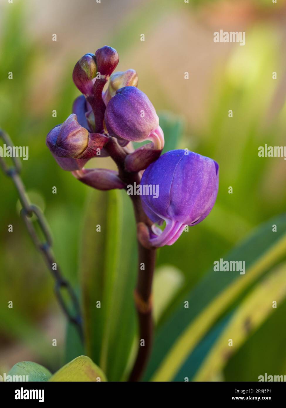 Vanda Orchid Pachara Delight Blue,Purple blue buds preparing to flower ...