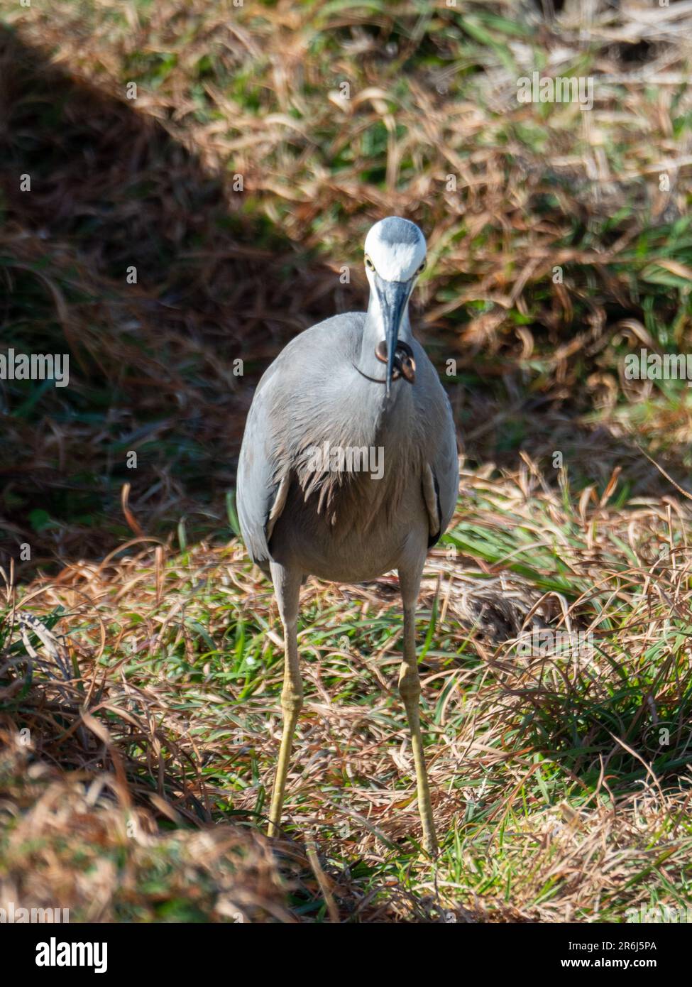 White faced Heron with its prey, a tiny lizard or skink twisted around ...