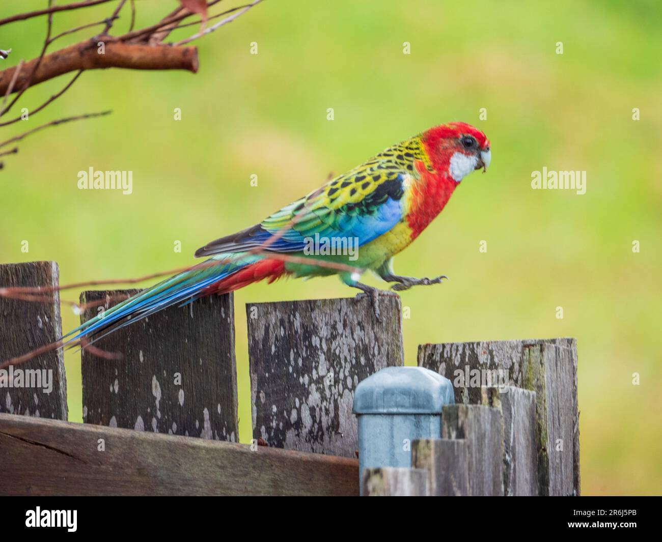 A vibrantly colourful Eastern Rosella bird walking along the top of a ...