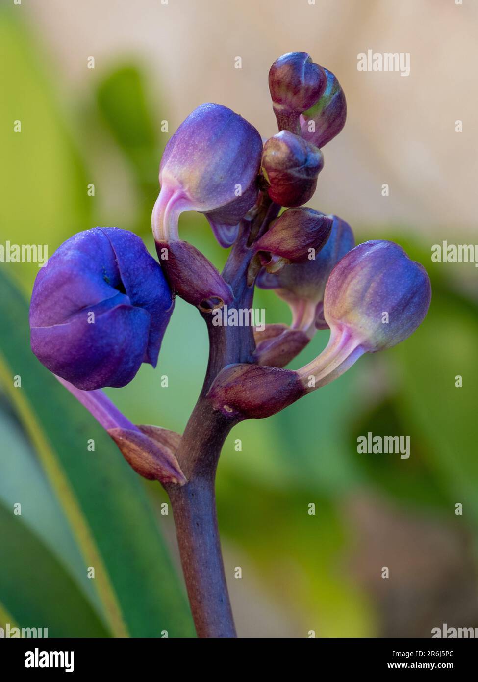 Vanda Orchid Pachara Delight Blue, indigo Purple blue buds preparing to ...
