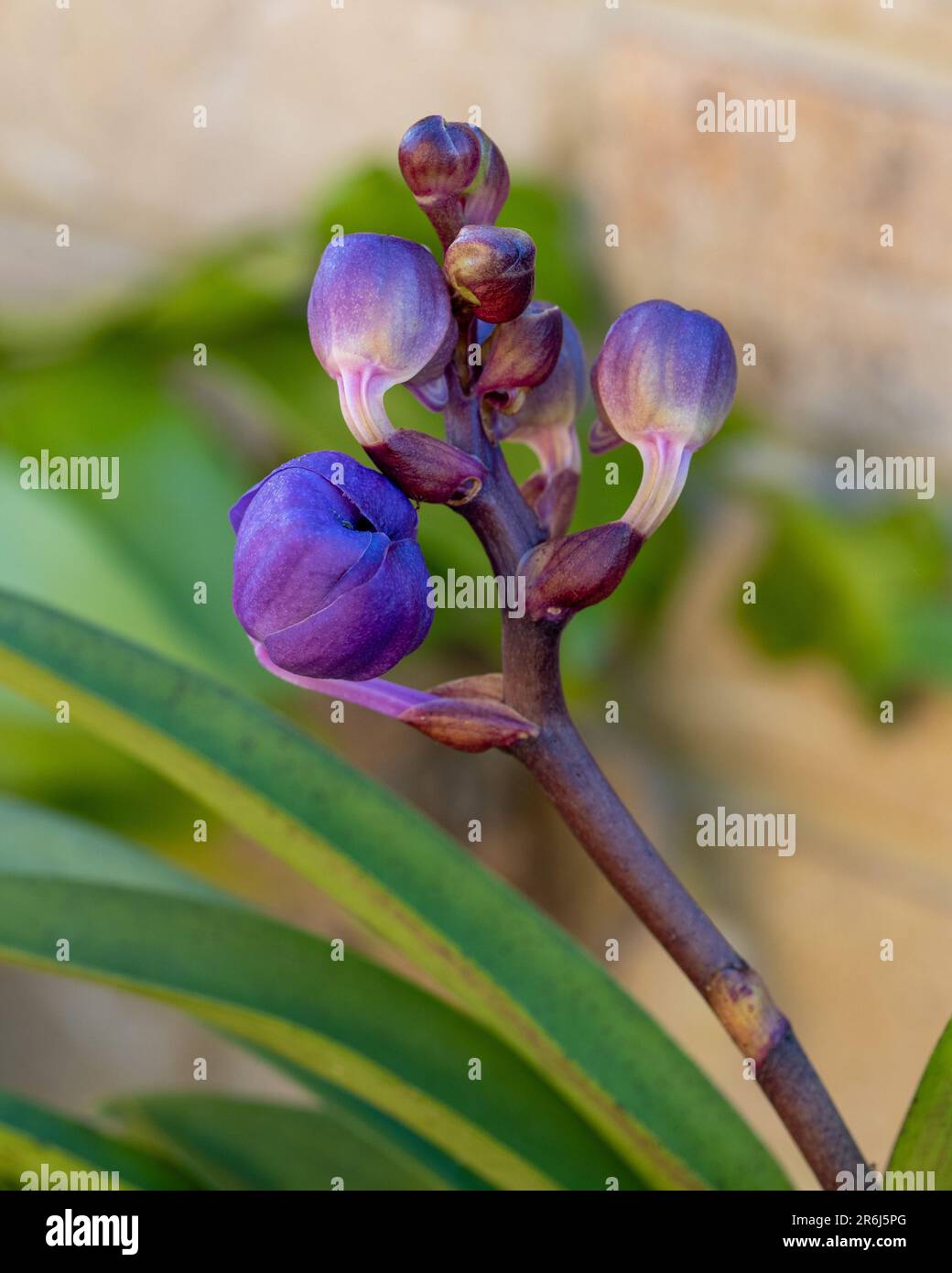 Vanda Orchid Pachara Delight Blue,Purple blue buds preparing to flower ...