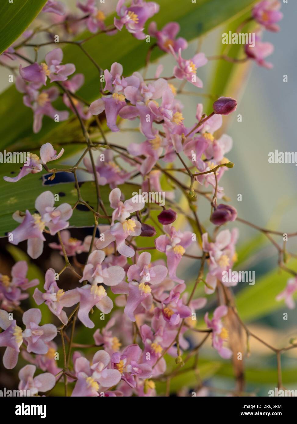 Tiny pink Oncidium orchid flowers and buds, flowering on mass ...