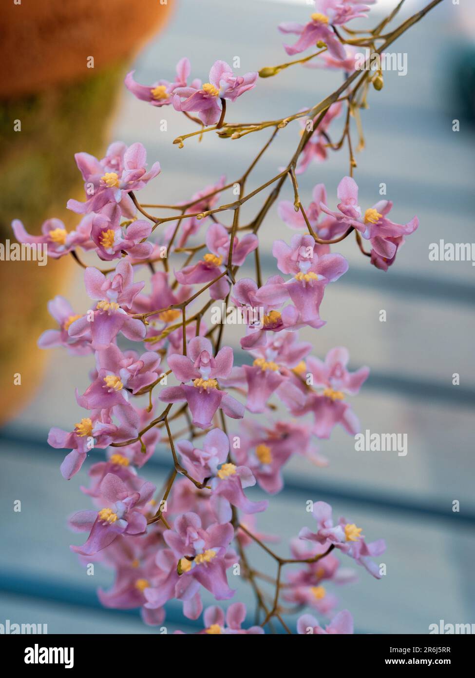 A stem of Tiny pink Oncidium orchid flowers, flowering on mass ...