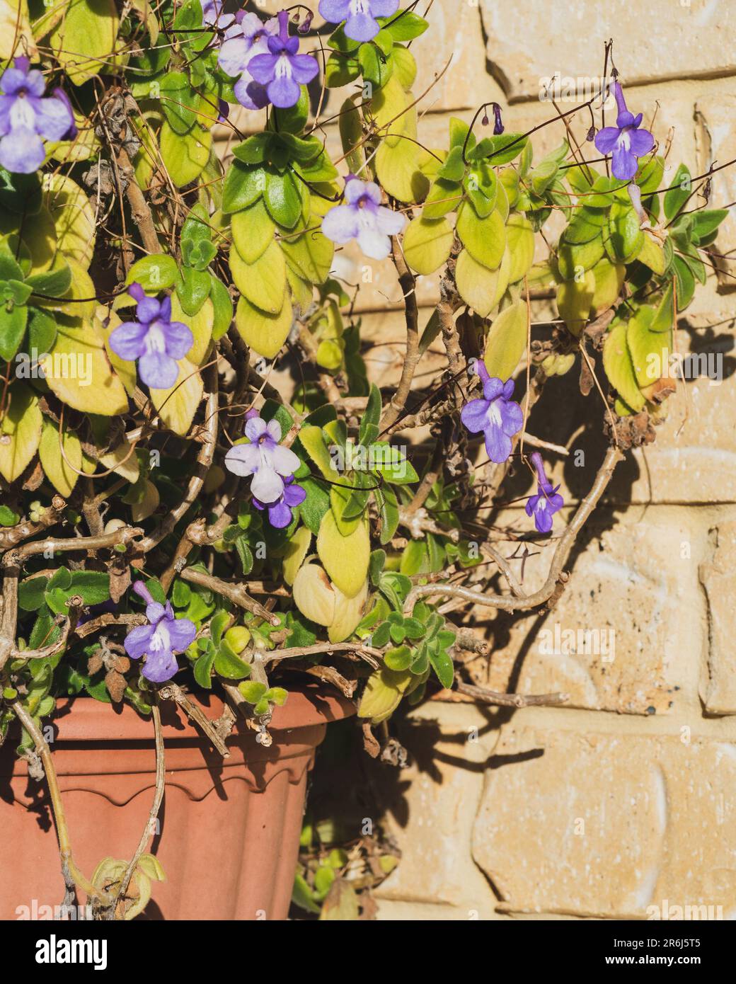 Nodding violets hi-res stock photography and images - Alamy