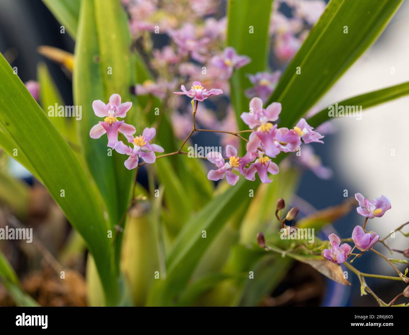 Tiny pretty pink Oncidium orchid flowers and buds flowering in front of ...
