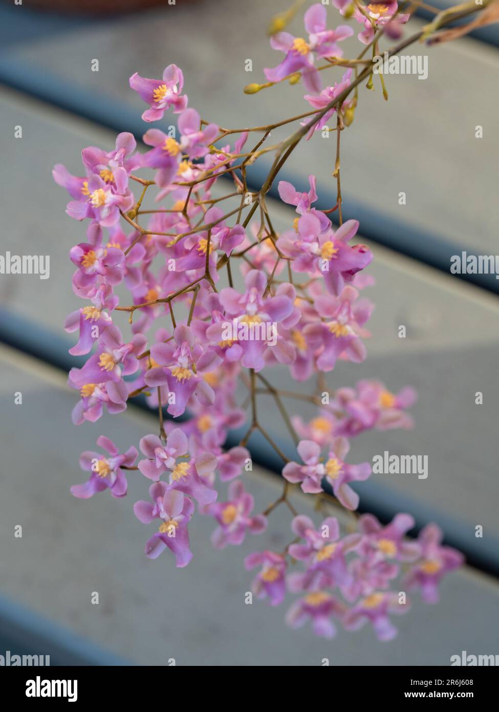 A stem of Tiny pink Oncidium orchid flowers, flowering on mass ...