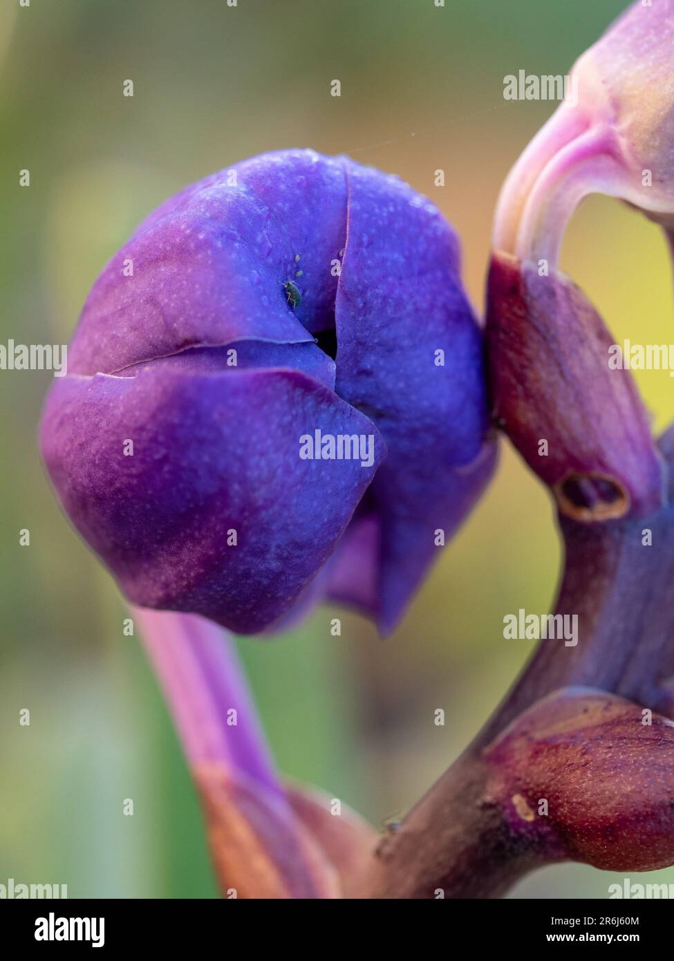 Vanda Orchid Pachara Delight Blue, Indigo Purple blue buds preparing to ...