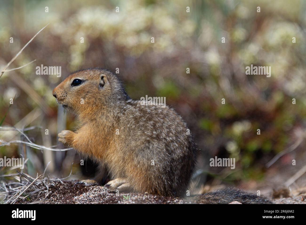 Ground squirrel, also known as Richardson ground squirrel or siksik in ...