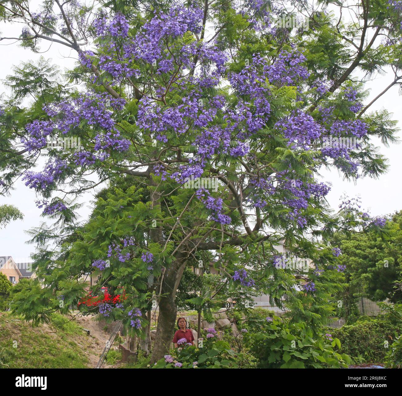 Flowers of Jacaranda are in full bloom in Fukuoka City, Fukuoka ...