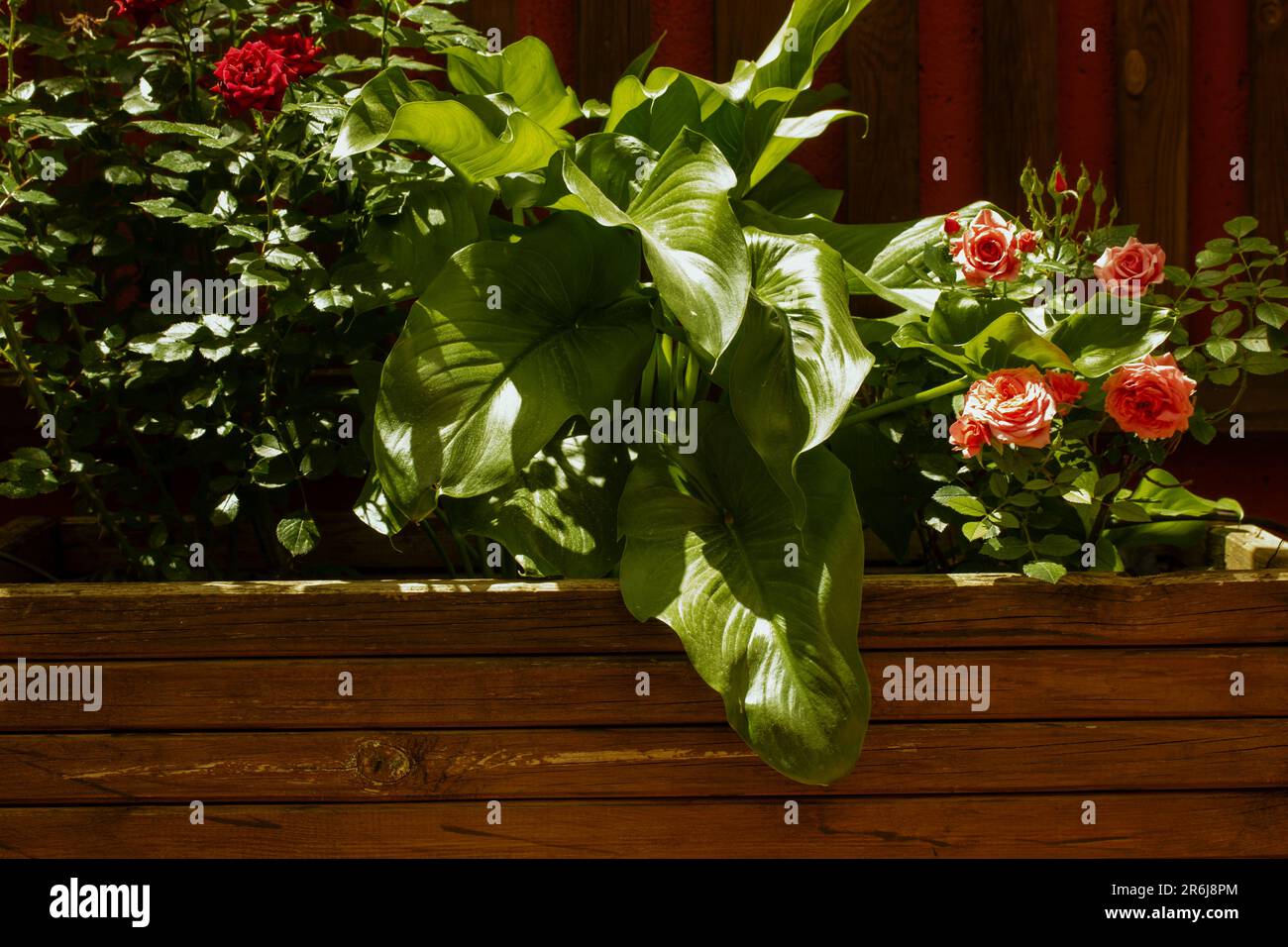 Growing different flowers and plants in a wooden pot in a botanical ...