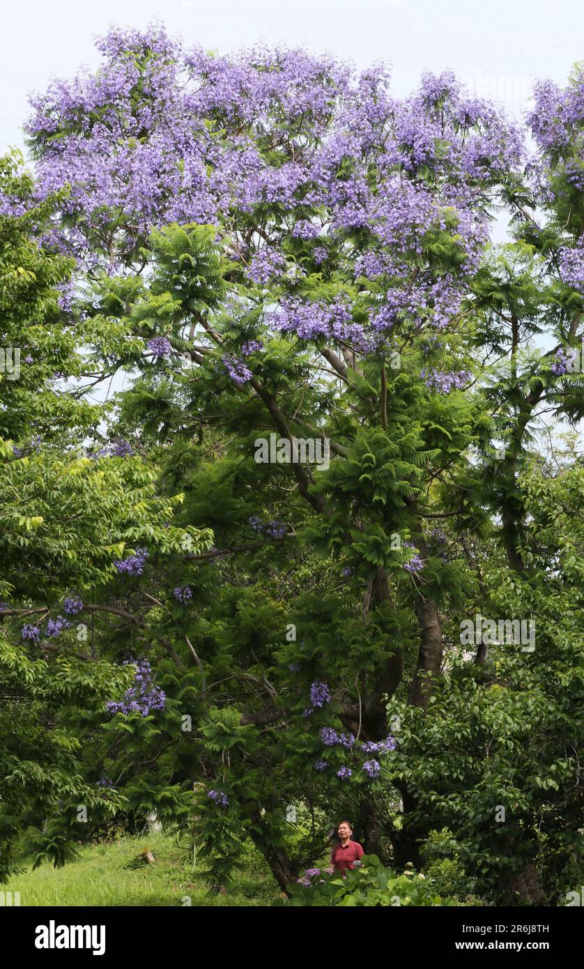 Flowers of Jacaranda are in full bloom in Fukuoka City, Fukuoka ...