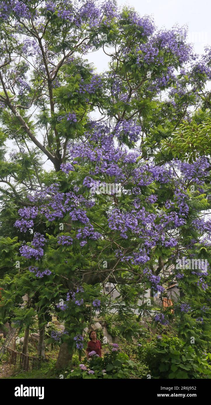 Flowers of Jacaranda are in full bloom in Fukuoka City, Fukuoka ...