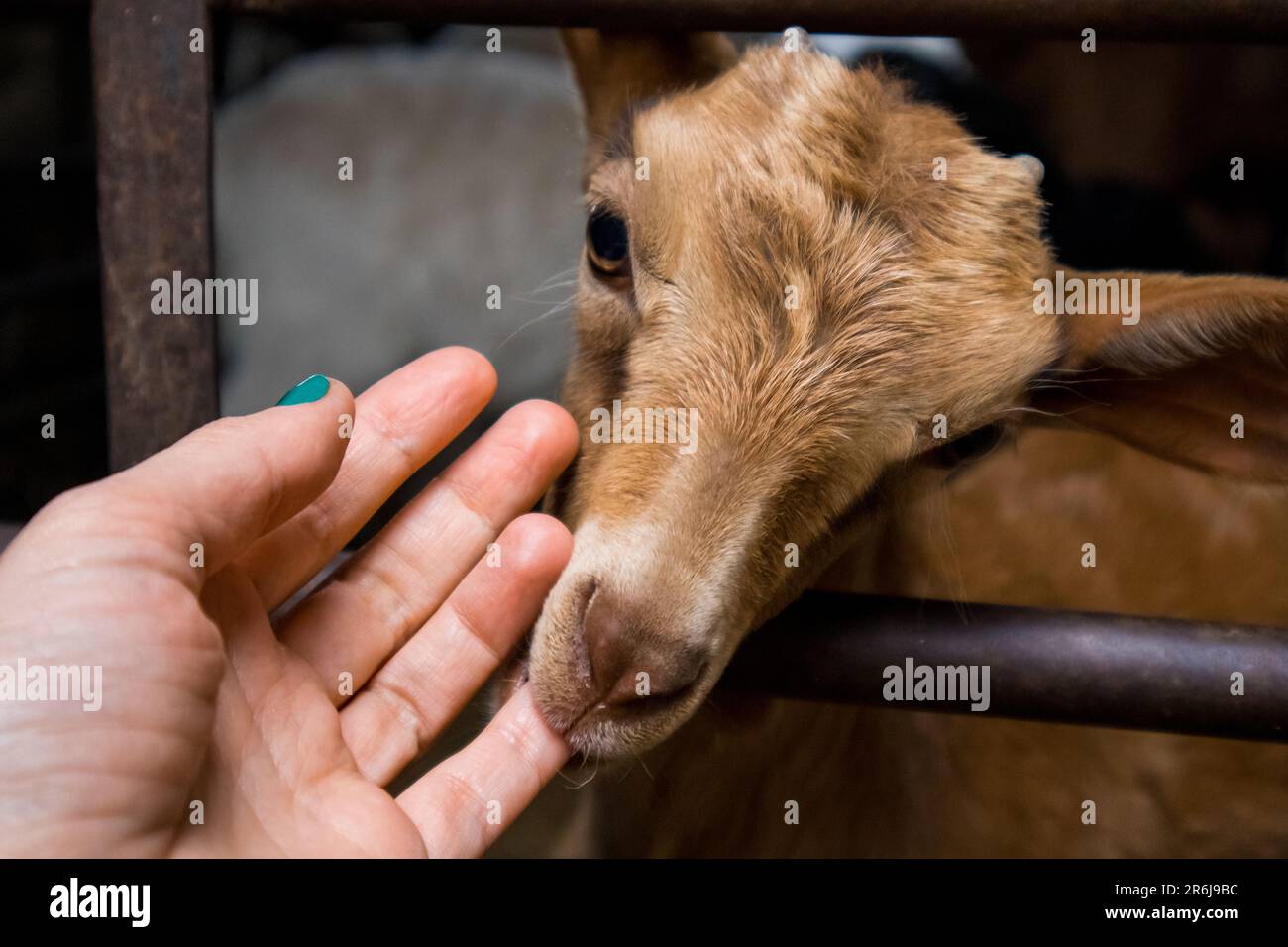 A little reddish brown sheep sucks the finger of a woman's hand with a ...