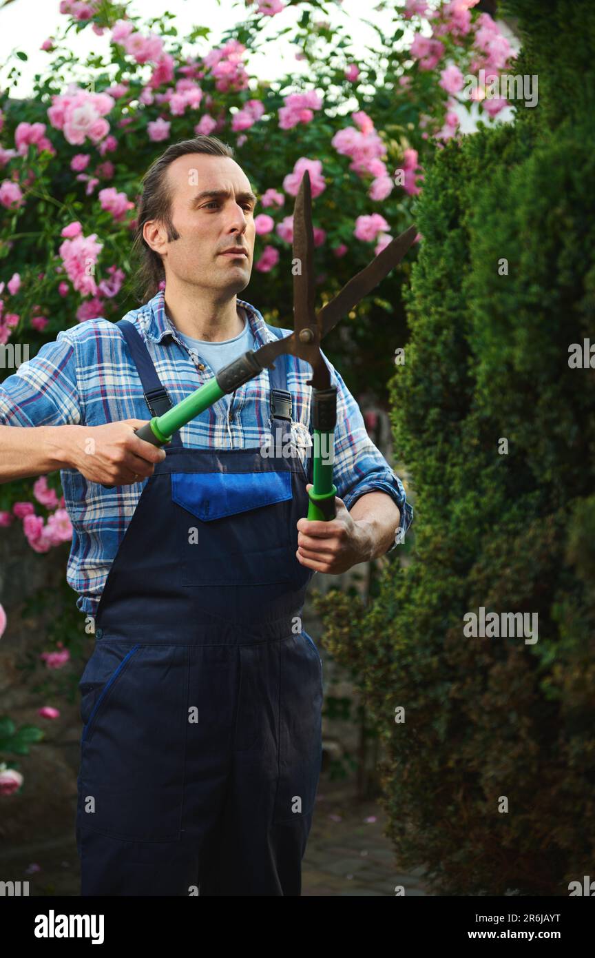 Professional male gardener in blue uniform, using pruners, cutting a ...