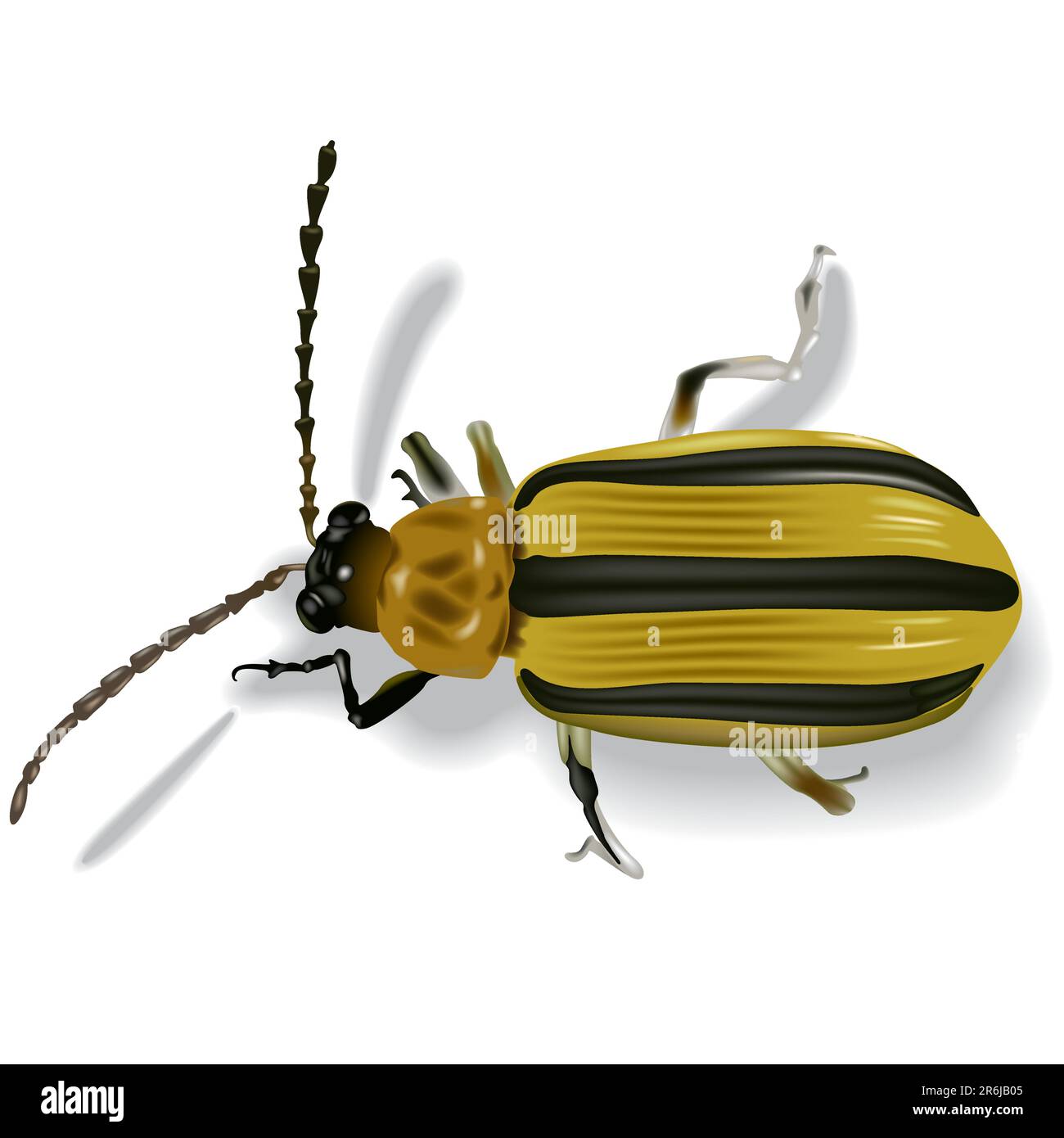 Striped Cucumber Beetle