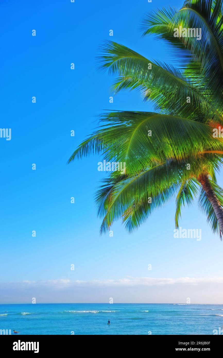 Ocean, blue sky and landscape with beach and palm tree, travel and ...