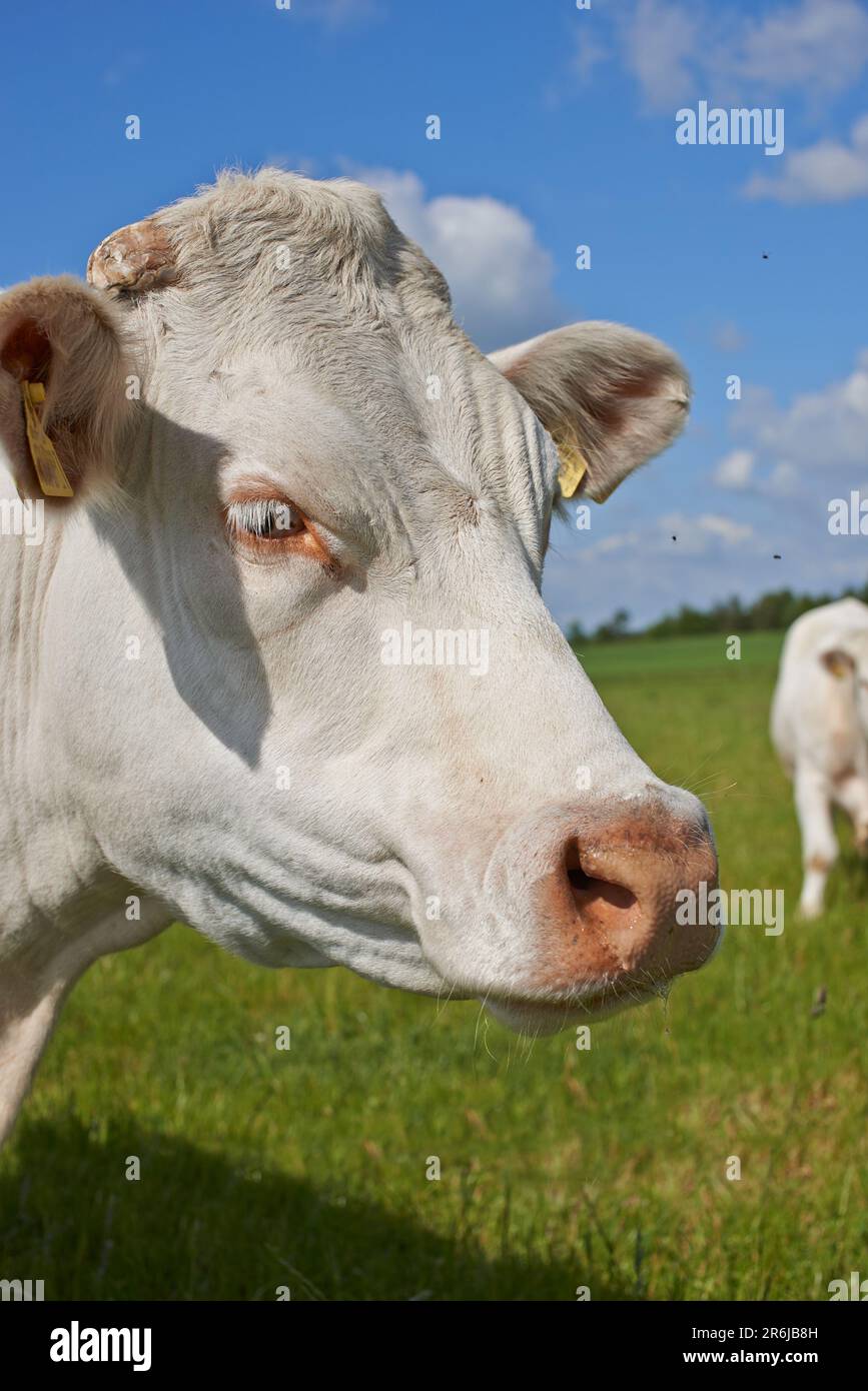 Agriculture, nature and closeup of cow on farm for sustainability, milk ...
