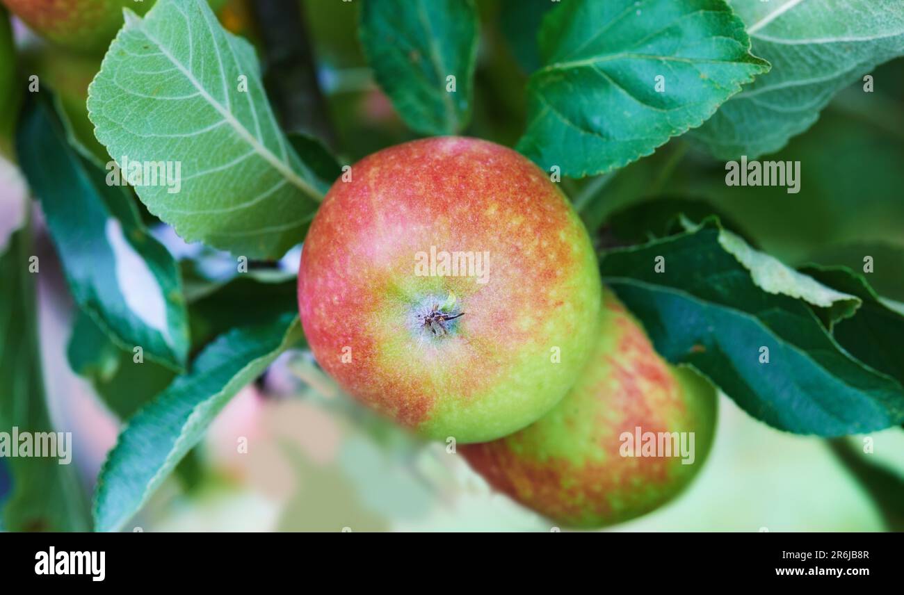 Nature, agriculture and nutrition with apple on tree for sustainability ...