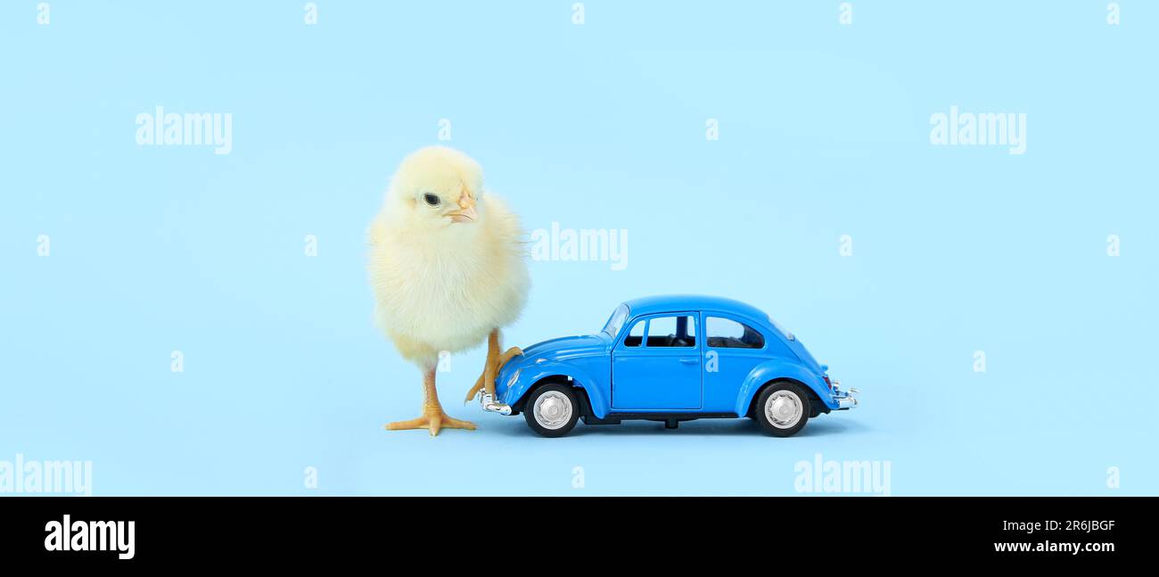 Cute little chick and toy car on light blue background Stock Photo - Alamy