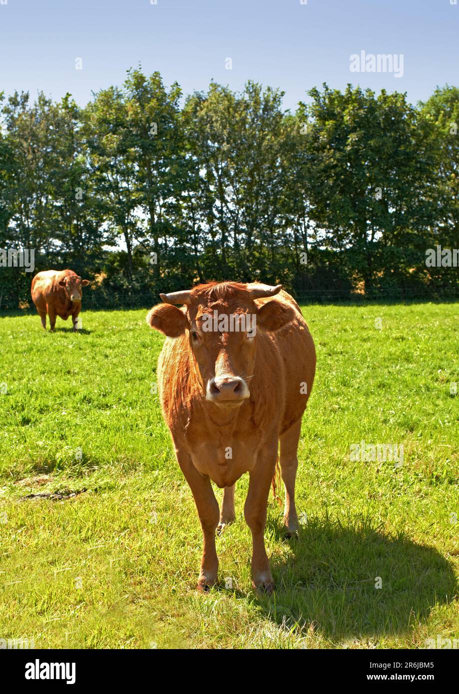 Agriculture, environment and portrait of cow on farm for sustainability ...