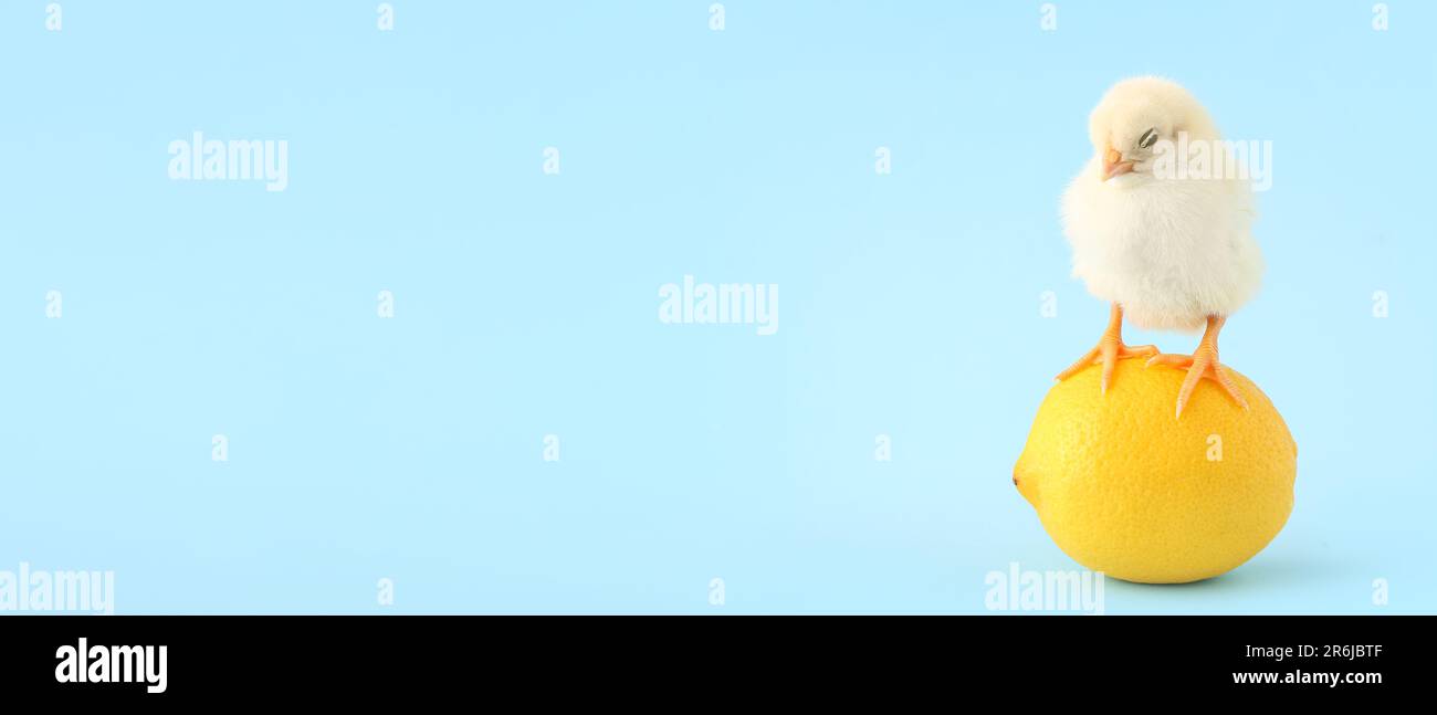 Cute little chick and lemon on light blue background with space for ...