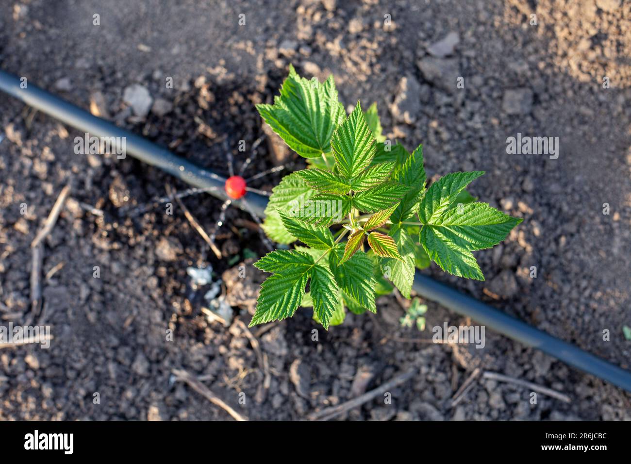 A young raspberry bush with drip irrigation. Top view of a small ...