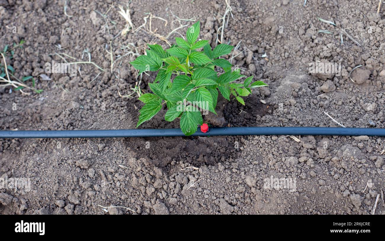 A raspberry bush with a drip hose. A young plant with drip irrigation ...