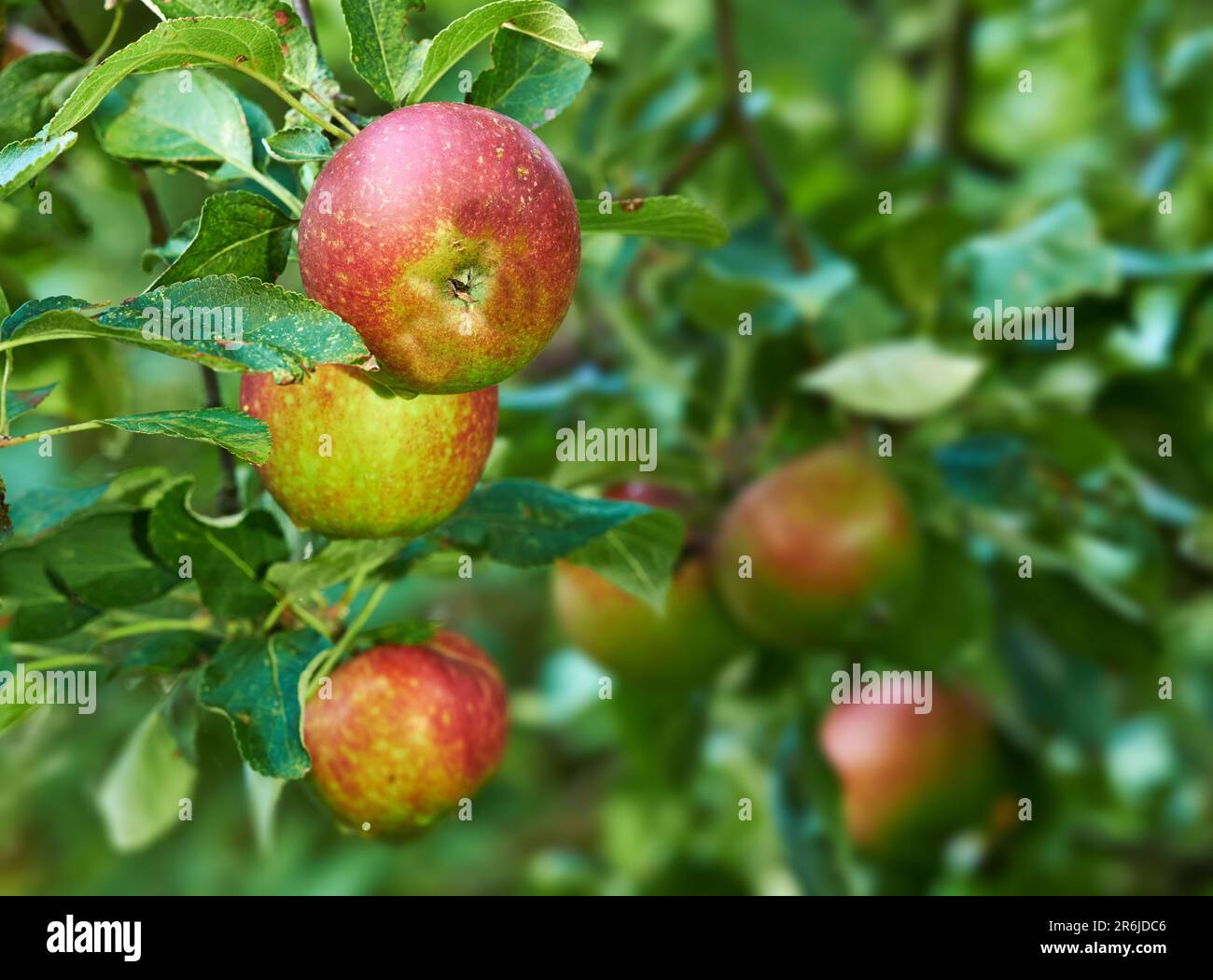 Nature, agriculture and garden with apple on tree for sustainability ...