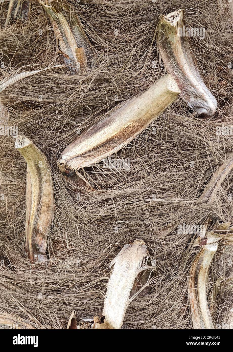 Palm tree leaf sheath brown fiber texture close up view Stock Photo - Alamy