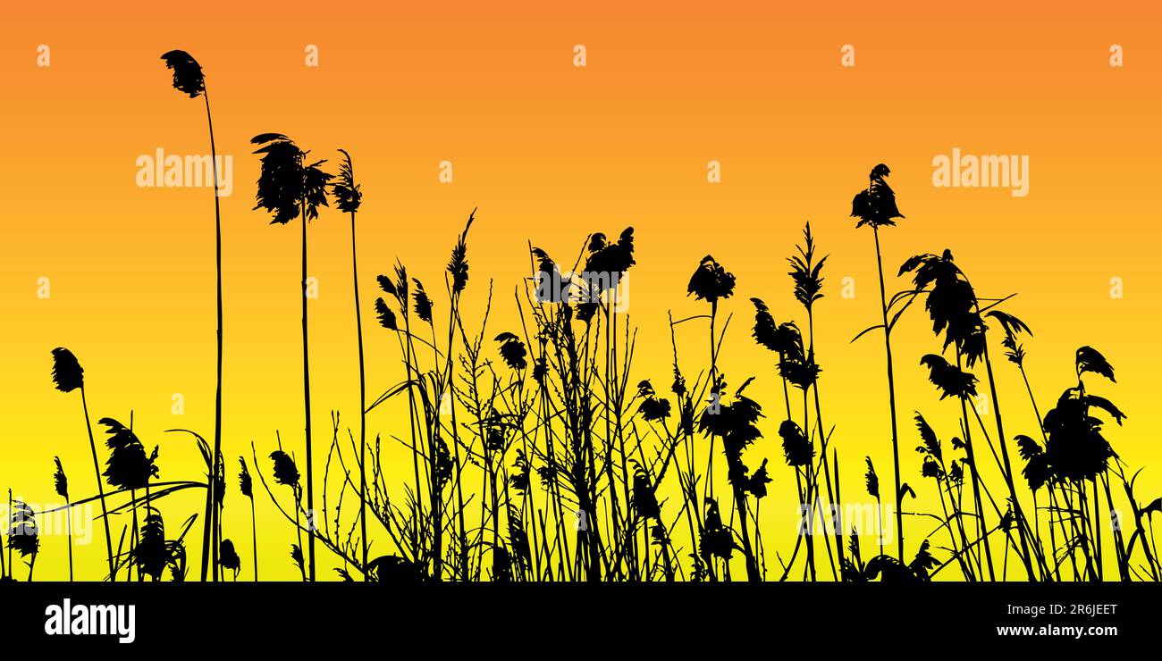 vector silhouette of some reeds Stock Vector Image & Art - Alamy