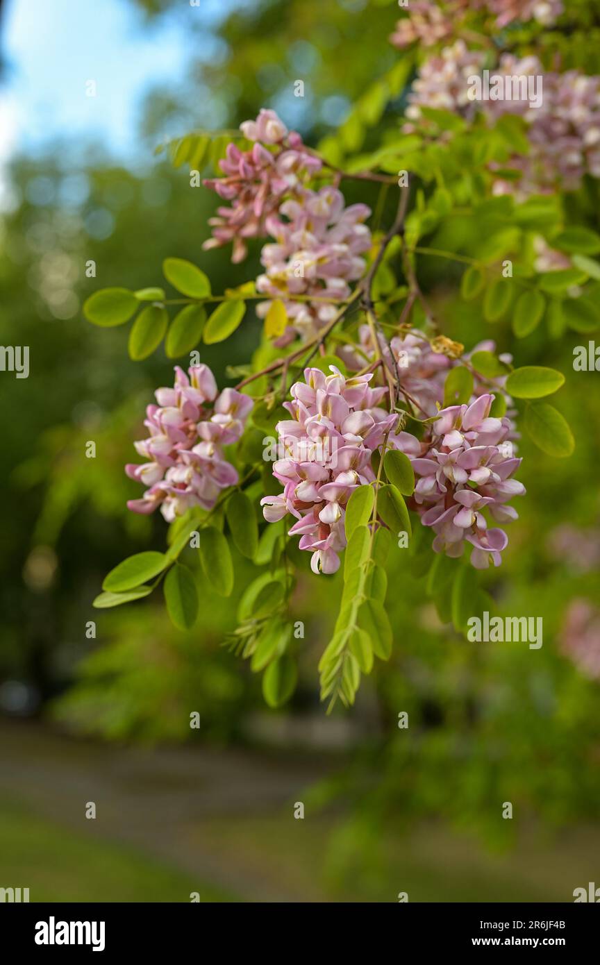 Flower pink acacia, flowers on a tree. Acacia flowers branch with a ...