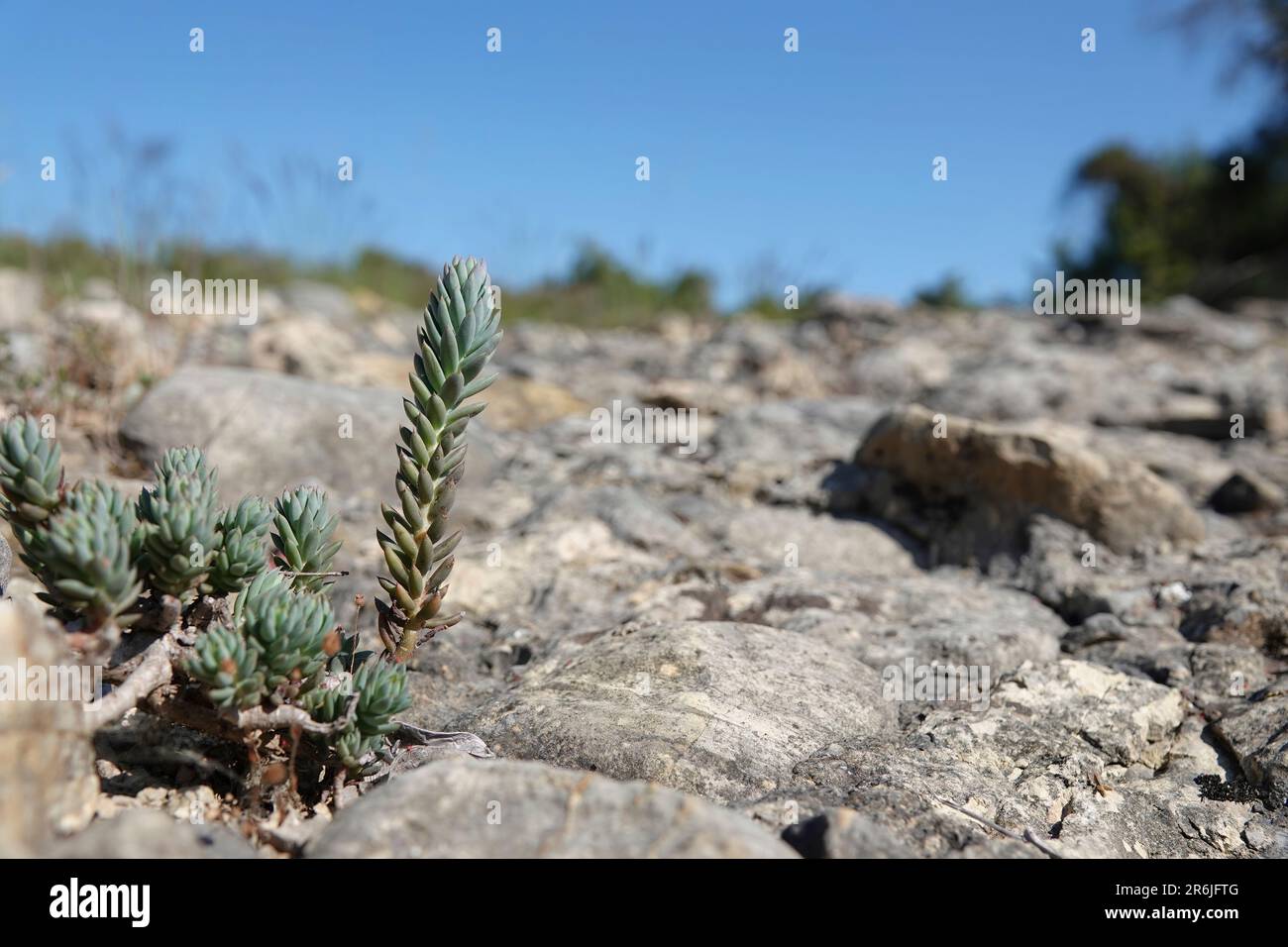 Natural wide-angle closeup on a Mediterranean pale stonecrop plant ...