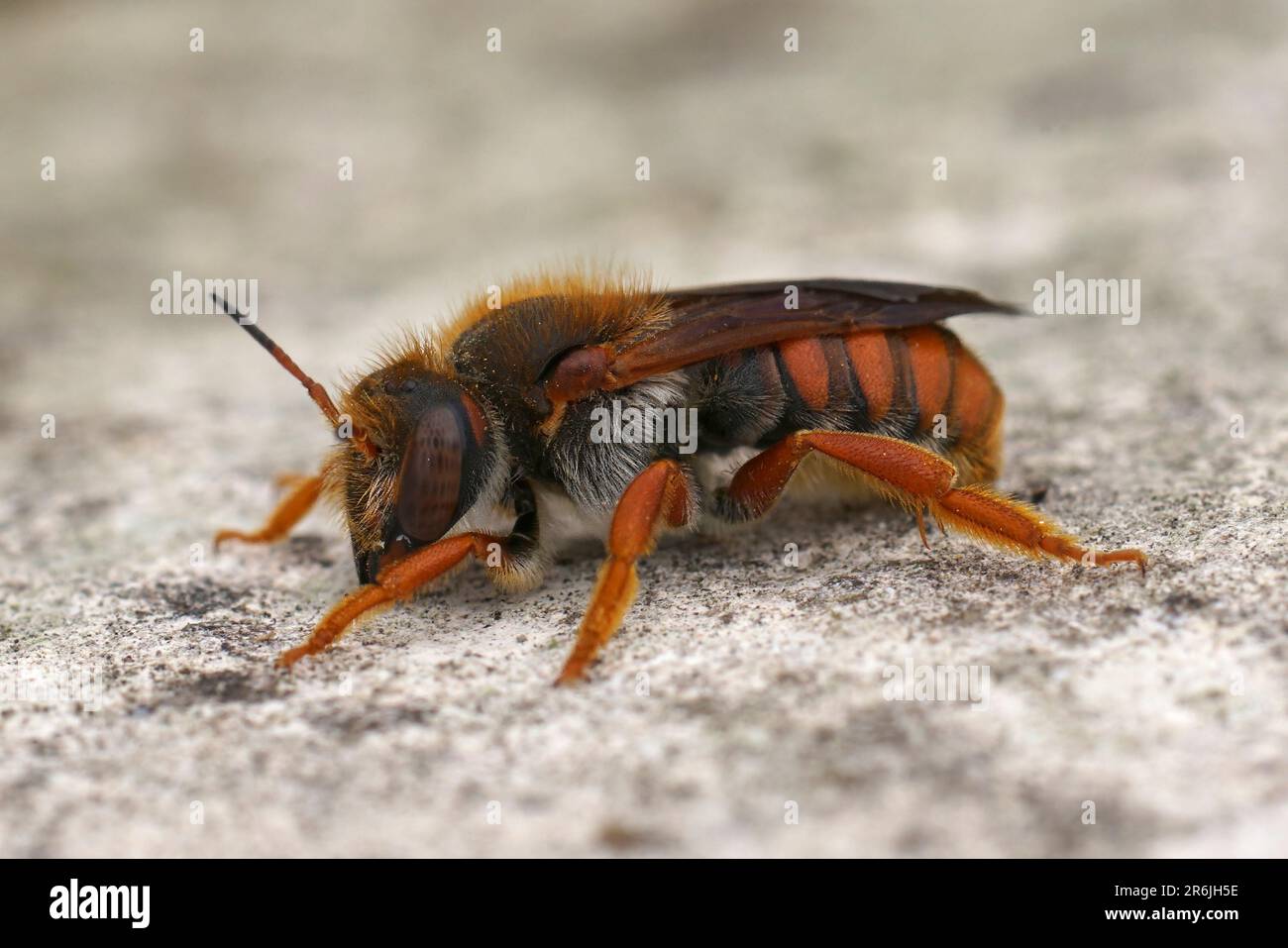 Detailed natural closeup on the coloreful spotted red-resin bee ...
