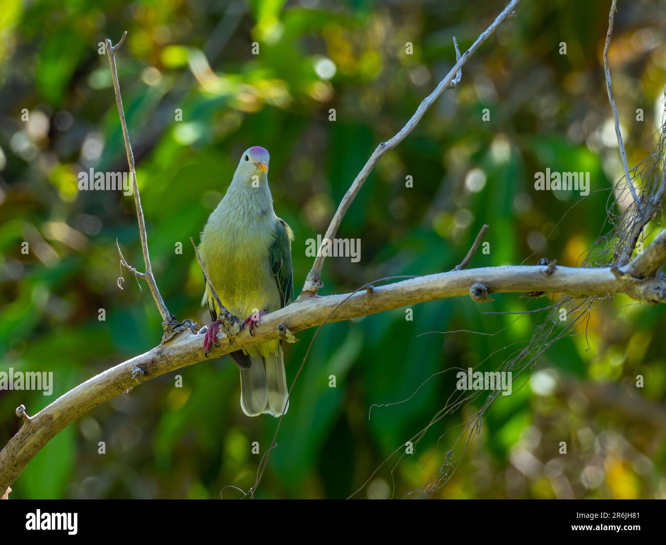 Atoll Fruit-Dove, Ptilinopus coralensis, a beautiful dove endemic to ...