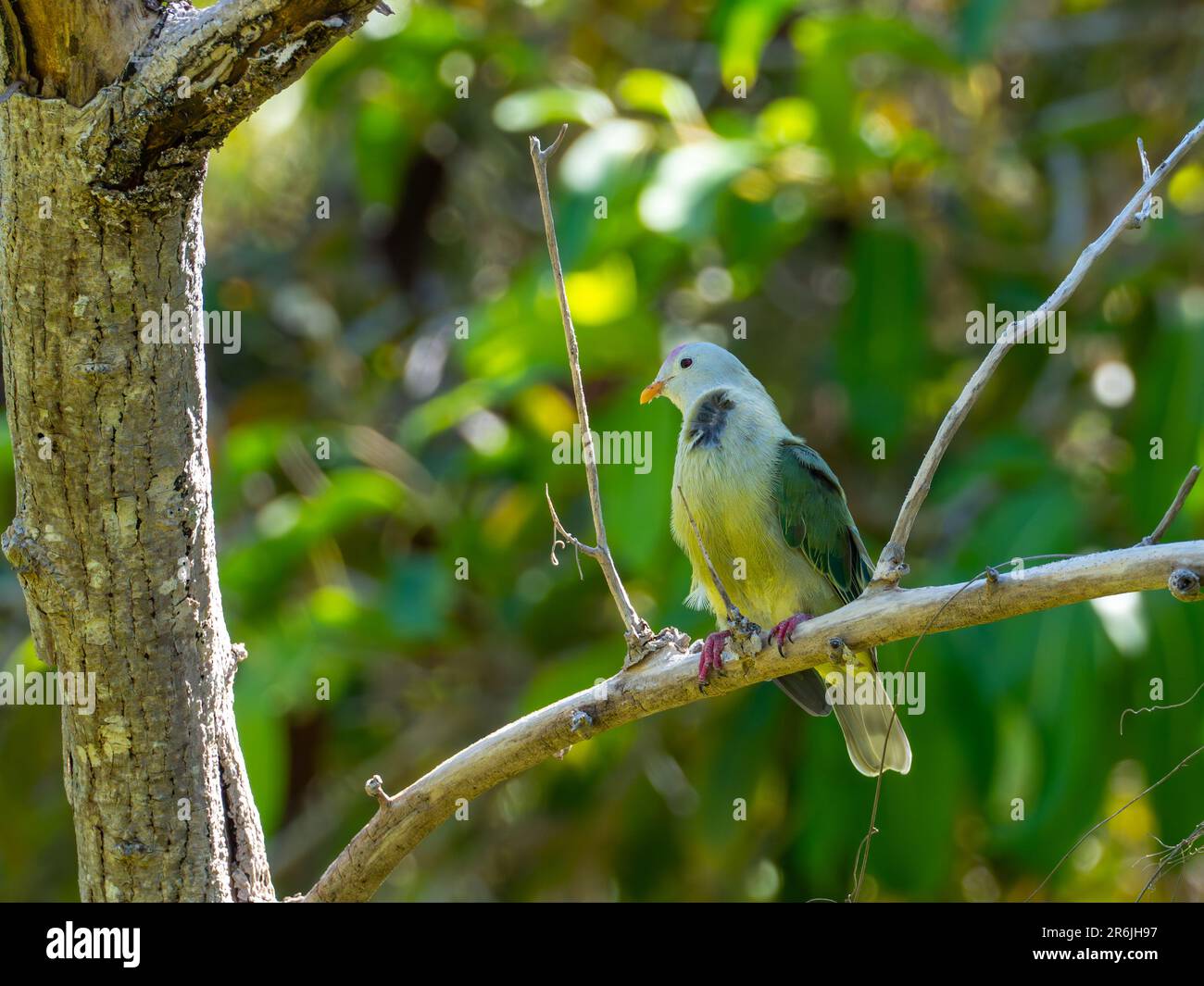 Atoll Fruit-Dove, Ptilinopus coralensis, a beautiful dove endemic to ...