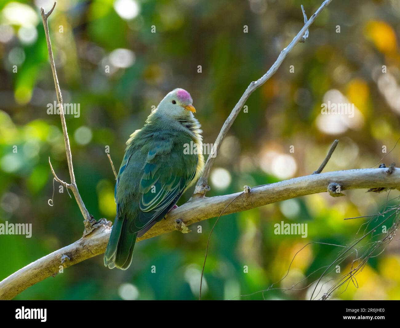 Ptilinopus coralensis hi-res stock photography and images - Alamy