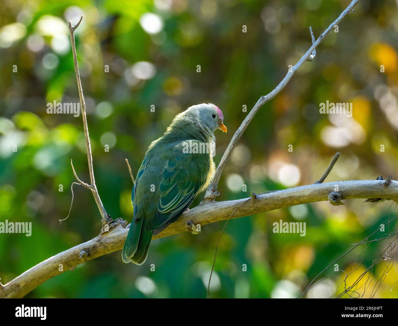 Atoll Fruit-Dove, Ptilinopus coralensis, a beautiful dove endemic to ...