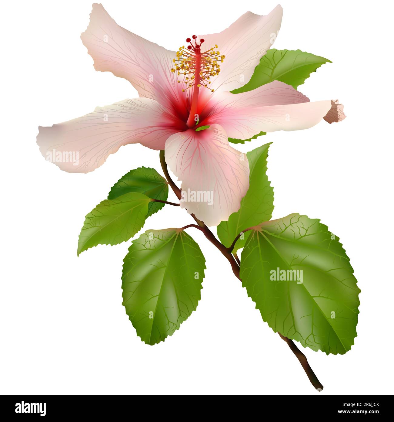 Beautiful exotic flower - Marshmallow (hibiscus) - Highly detailed and ...