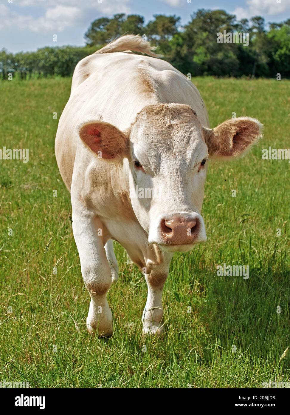 Agriculture, grass and portrait of cow on farm for sustainability, milk ...
